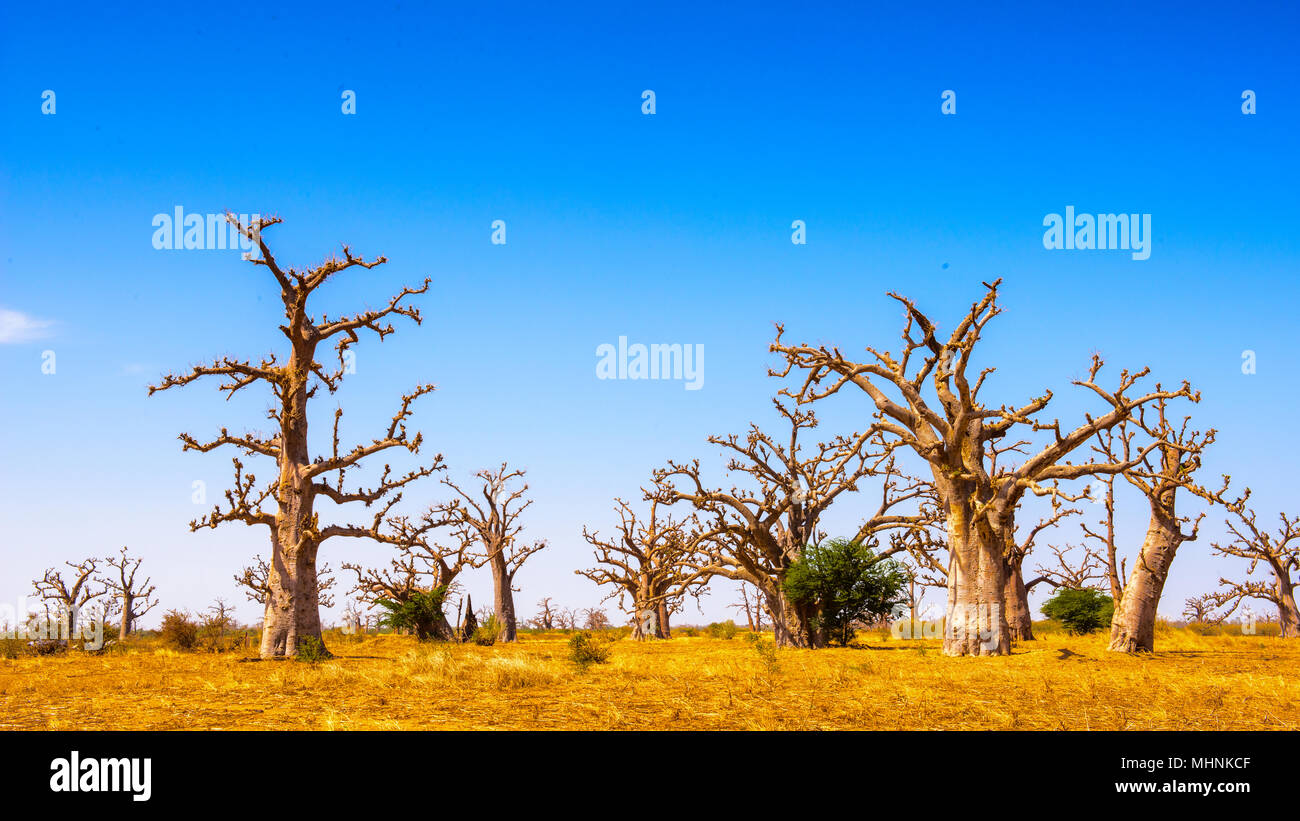 Baobab tree in Senegal, Africa Stock Photo - Alamy
