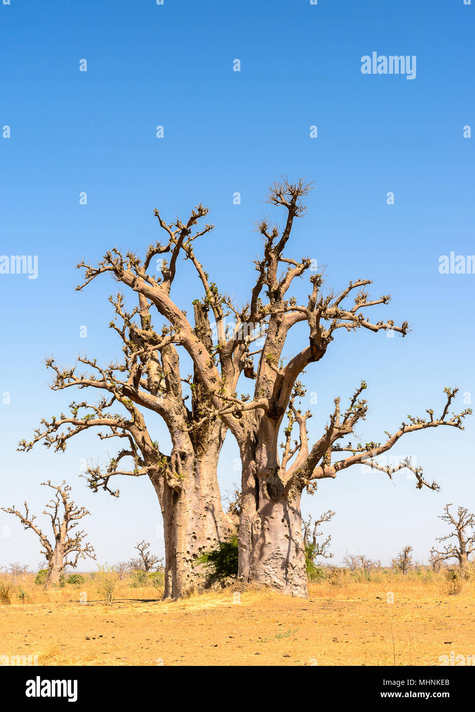 Baobab trees in Africa Stock Photo - Alamy