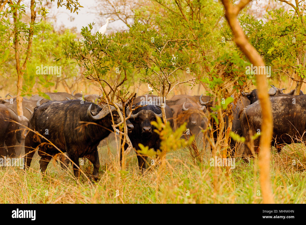 Flock of the buffalos from Africa Stock Photo - Alamy