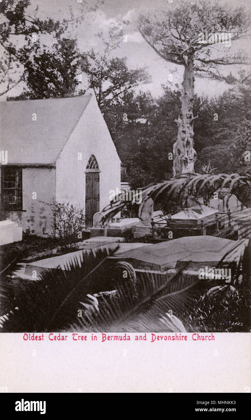 Bermuda cedar hi-res stock photography and images - Alamy