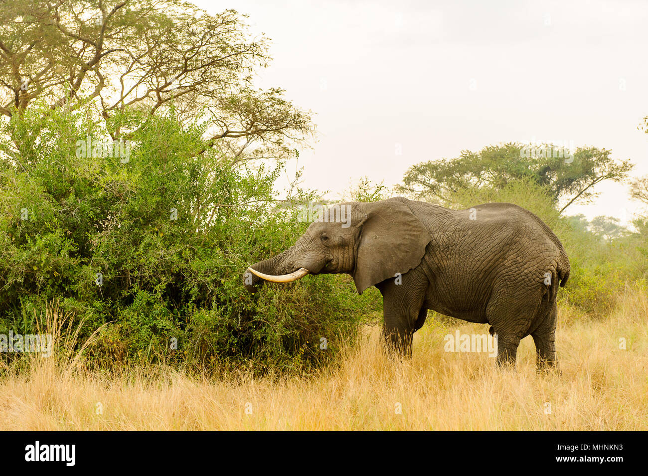 African elephant eats from the tree Stock Photo - Alamy