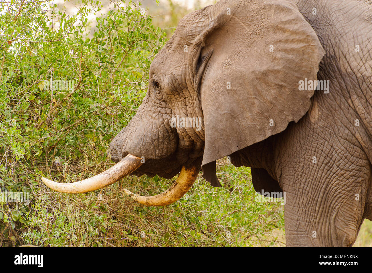 African elephant eats from the tree Stock Photo - Alamy