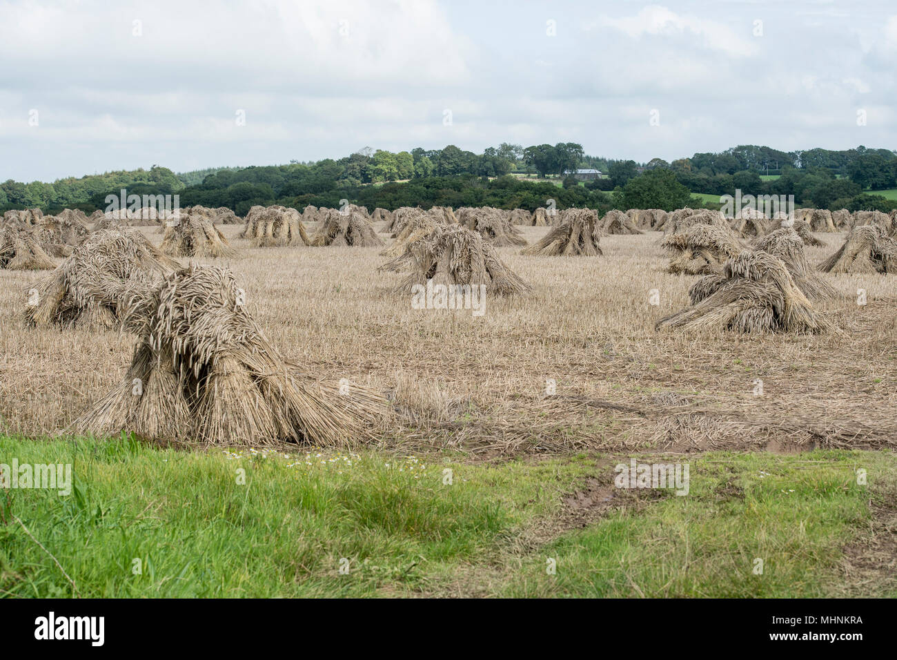Thatch thatched thatching hi-res stock photography and images - Alamy