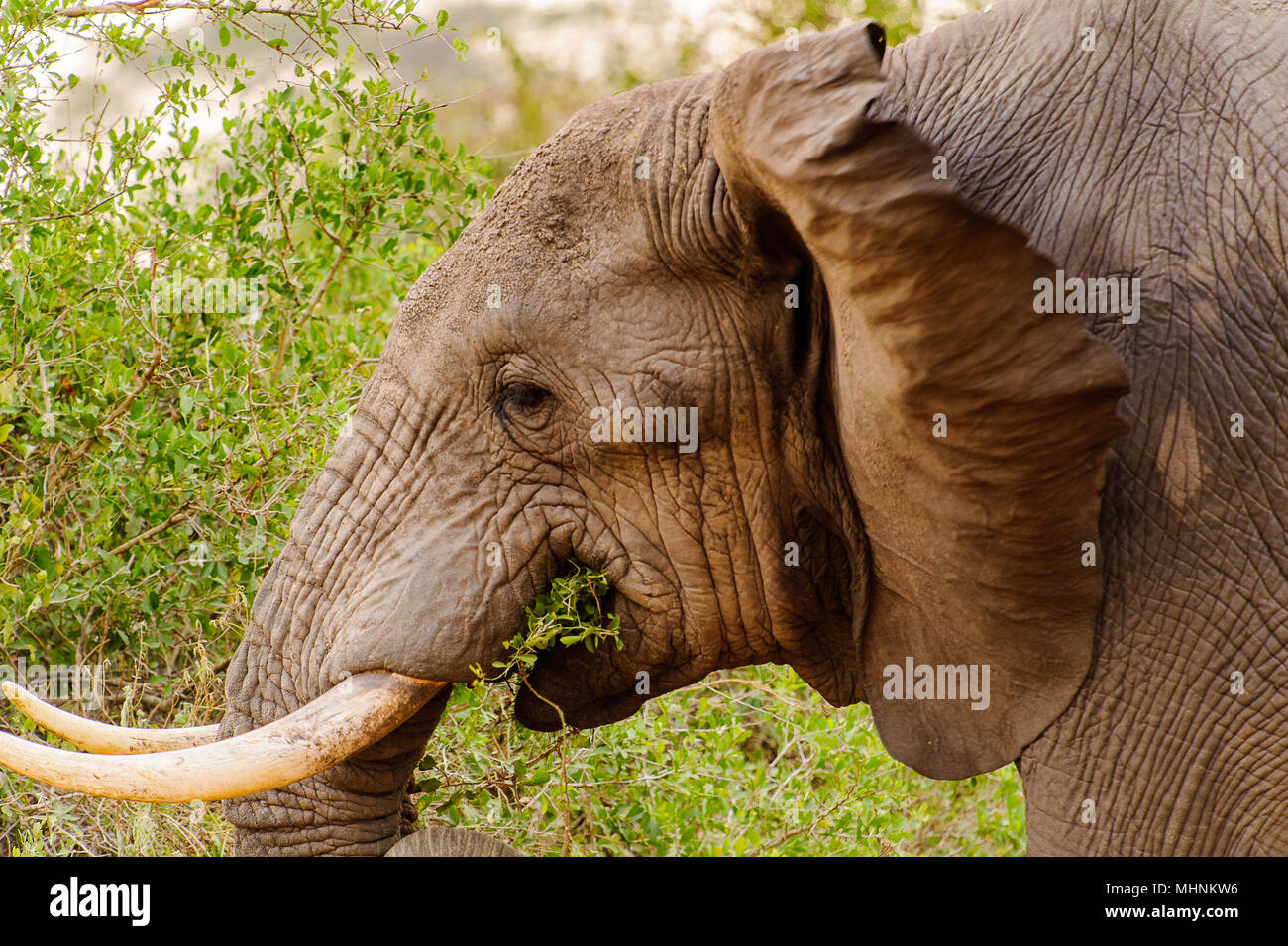 African elephant eats from the tree Stock Photo - Alamy