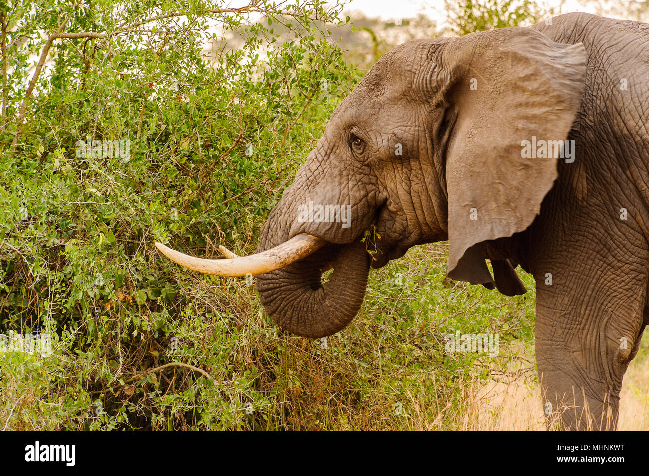 African elephant eats from the tree Stock Photo - Alamy