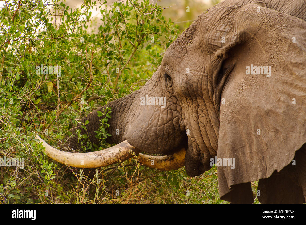 African elephant eats from the tree Stock Photo - Alamy