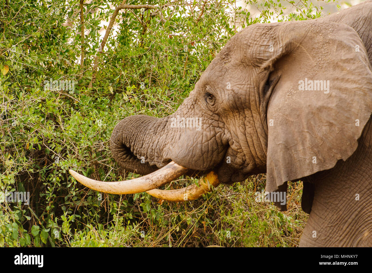 African elephant eats from the tree Stock Photo - Alamy