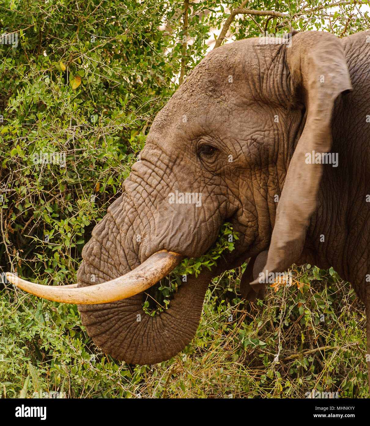 African elephant eats from the tree Stock Photo - Alamy