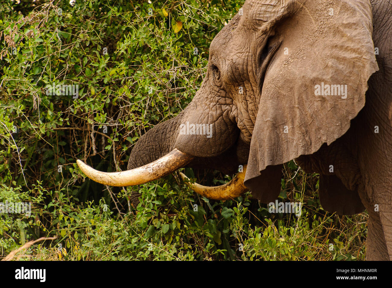 African elephant eats from the tree Stock Photo - Alamy