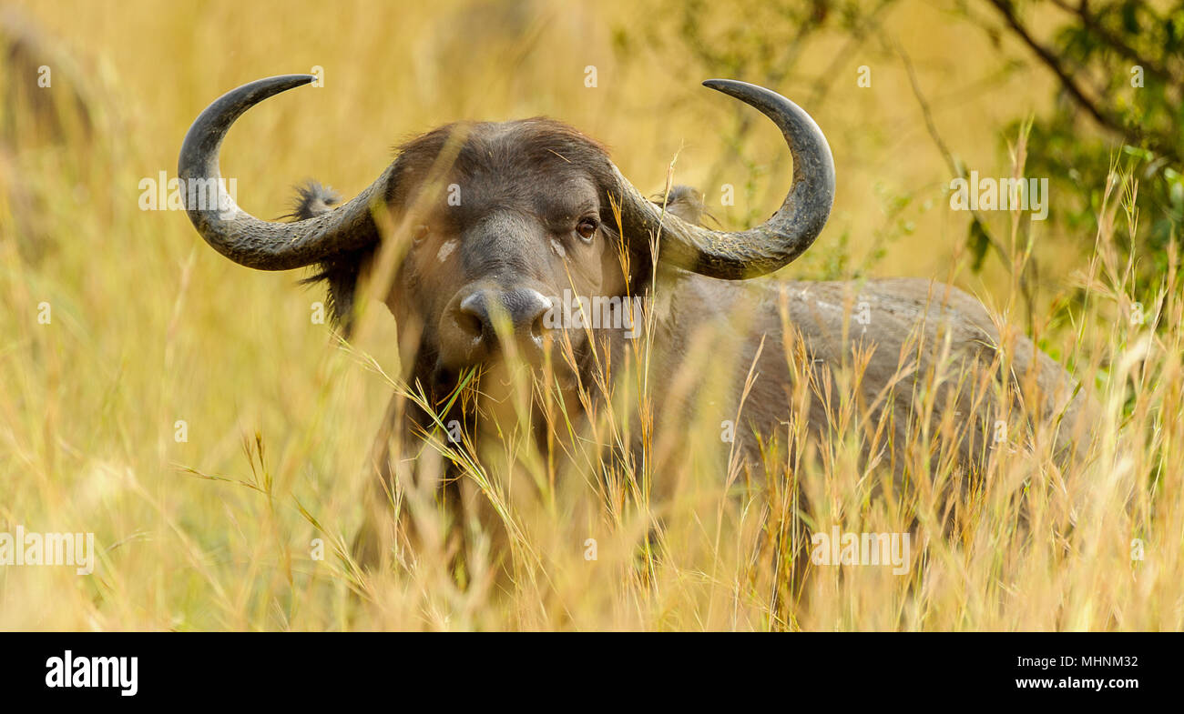 Portrait of a scary buffalo from Africa Stock Photo - Alamy