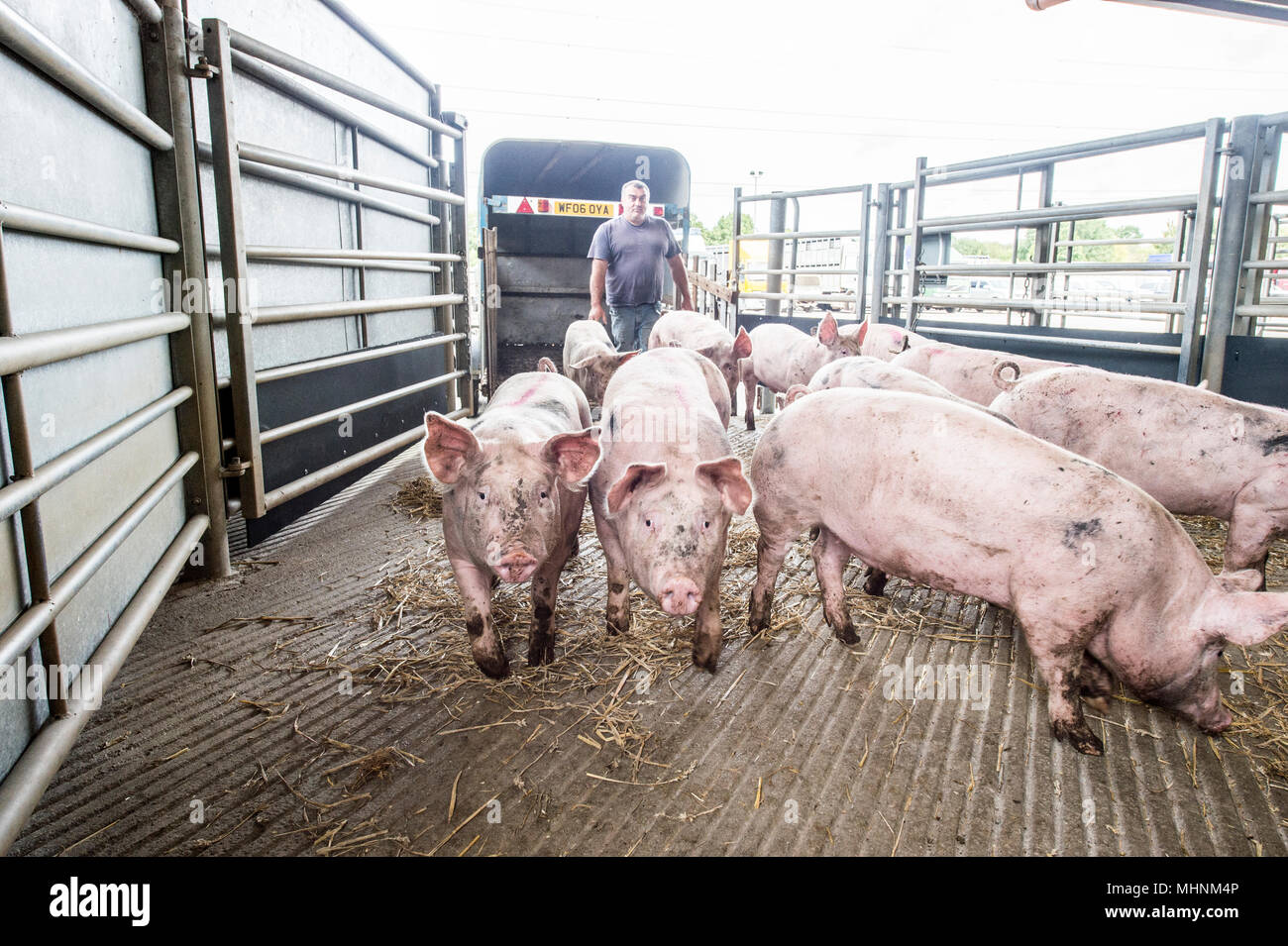 moving pigs to market Stock Photo - Alamy
