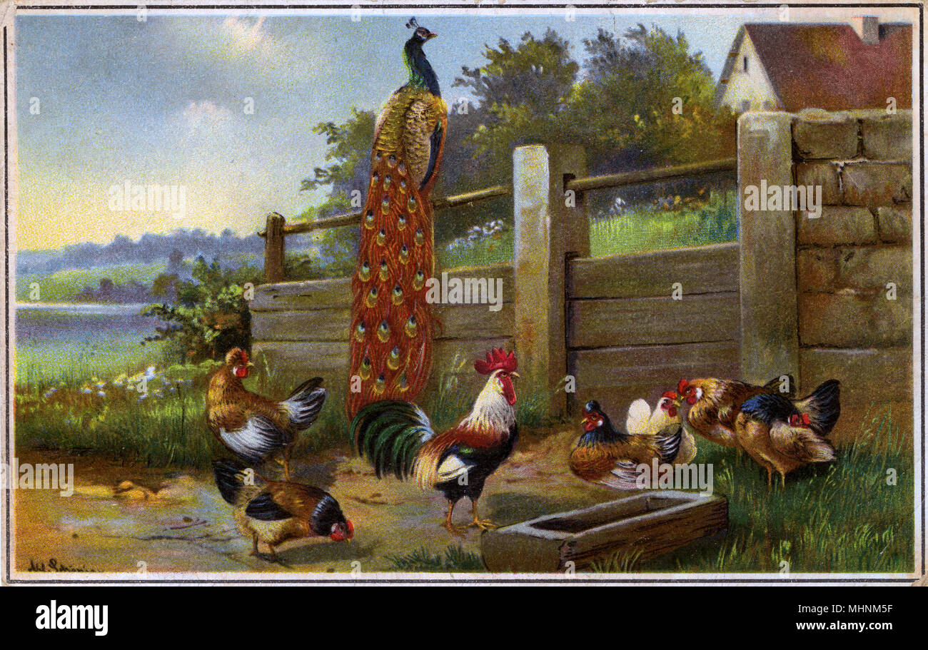 Farmyard Scene High Resolution Stock Photography and Images - Alamy