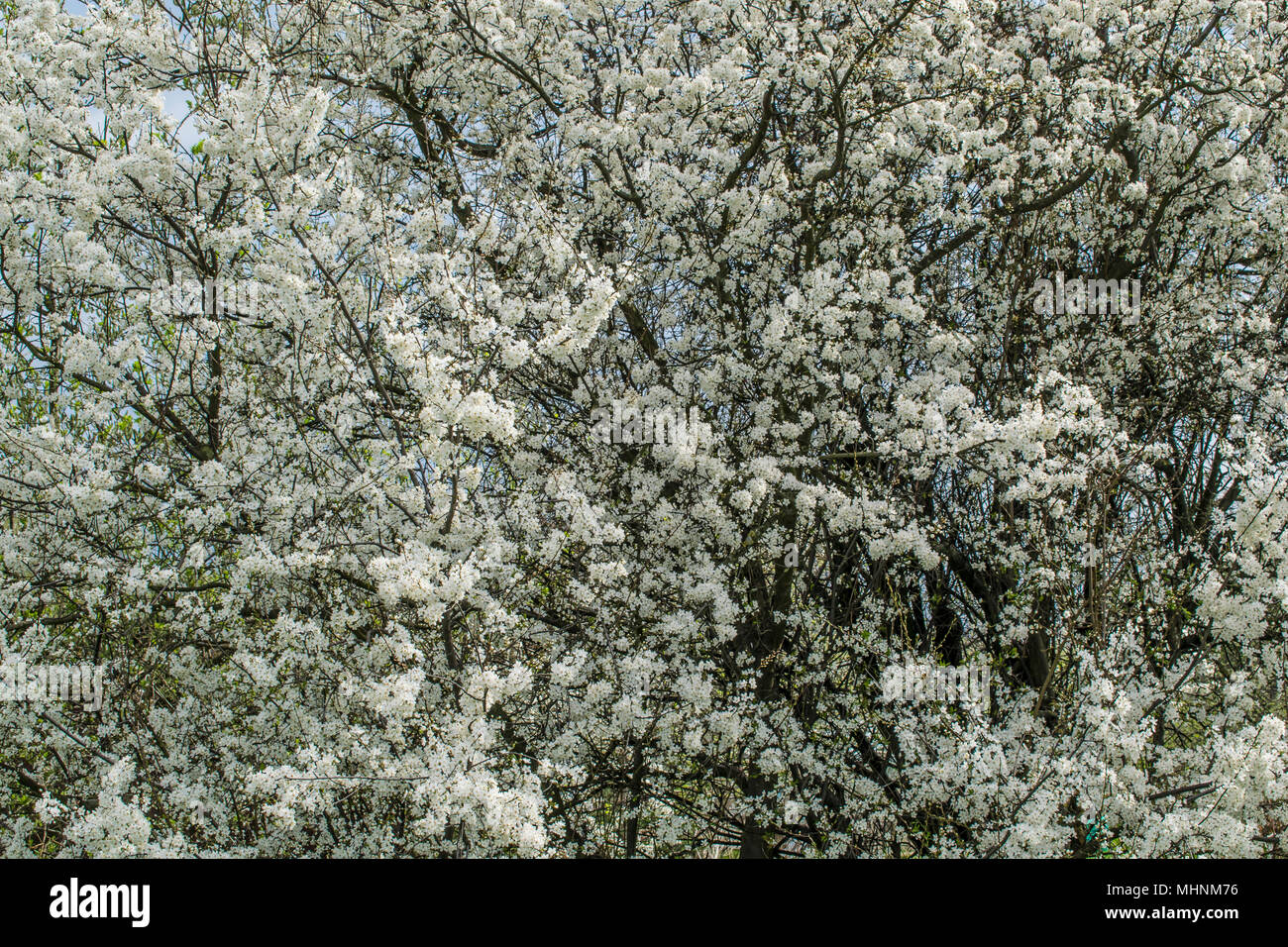 Beautiful green fresh ornamental tree isolated Stock Photo - Alamy