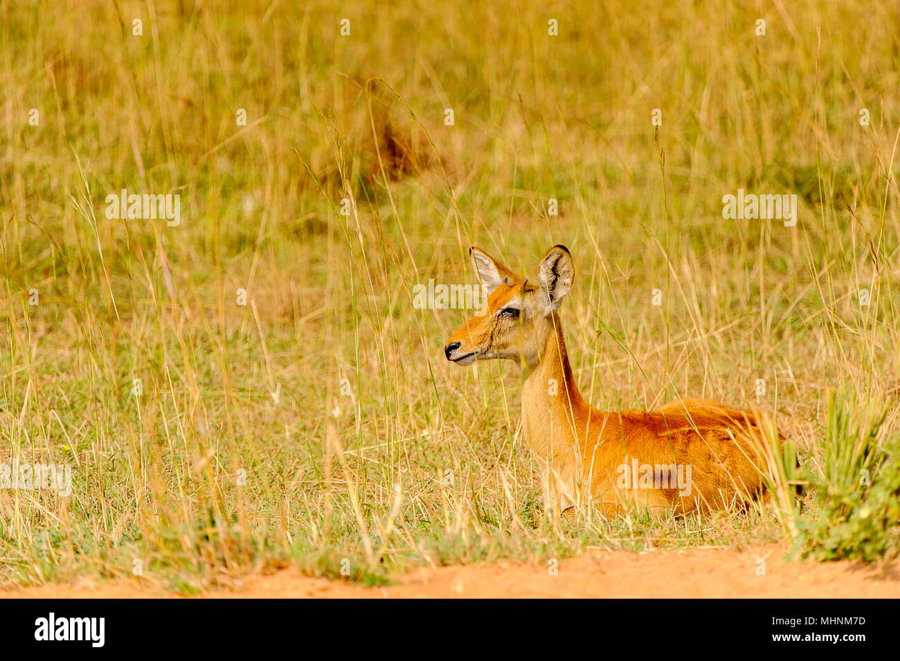 Antelope in Uganda, Africa Stock Photo - Alamy