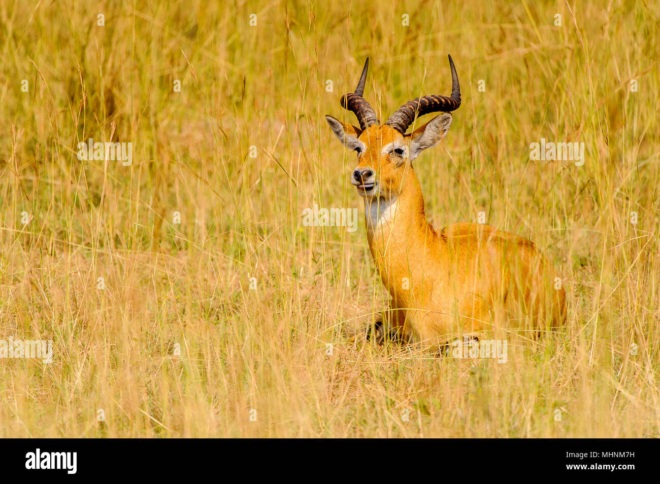 Antelope in Uganda, Africa Stock Photo - Alamy
