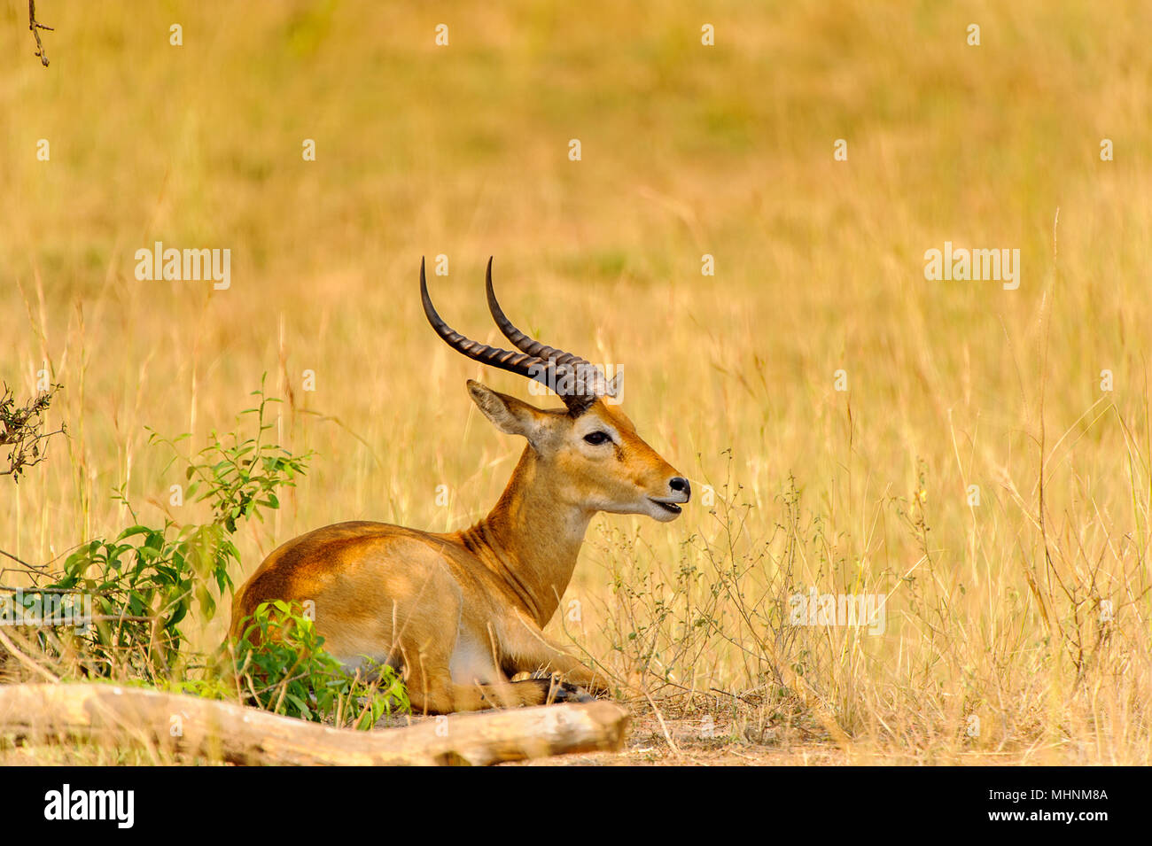 Antelope in Uganda, Africa Stock Photo - Alamy