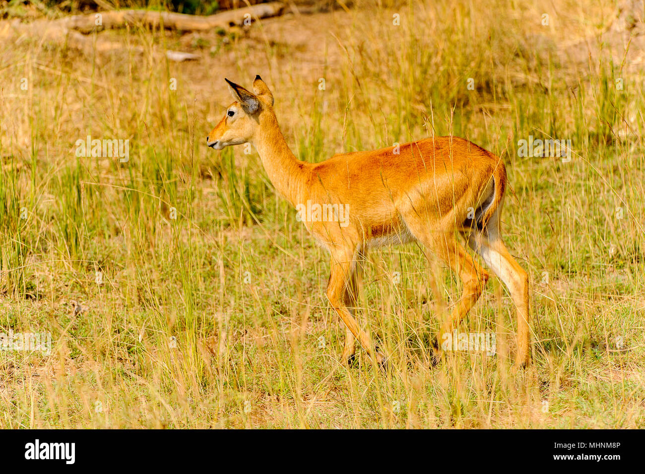African antelope in Uganda Stock Photo - Alamy