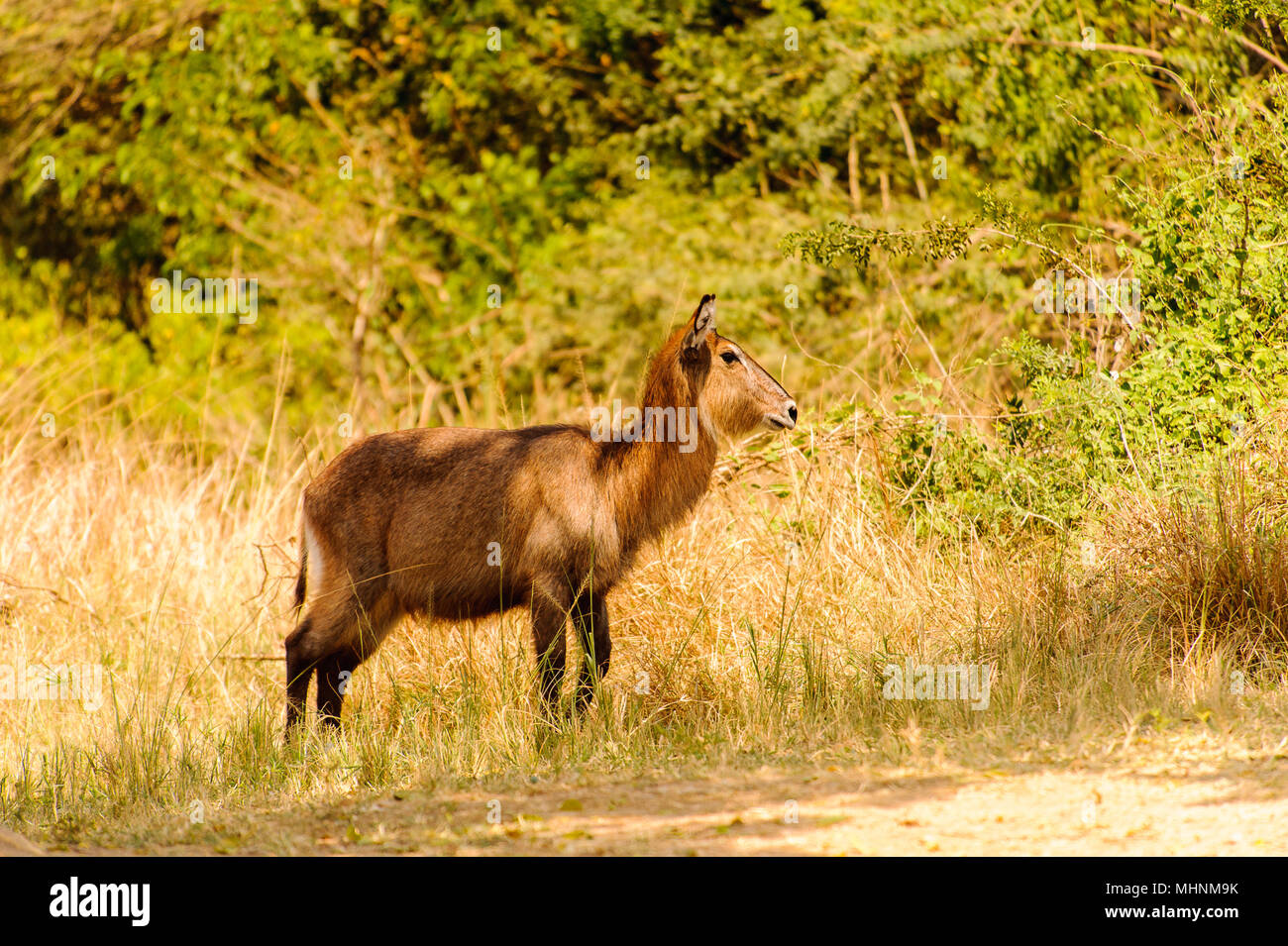 Antelope in Uganda, Africa Stock Photo - Alamy