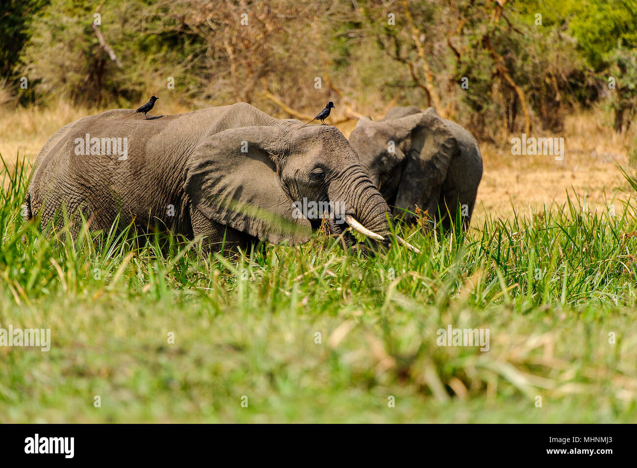 Couple of the elephant in Africa, Uganda Stock Photo - Alamy