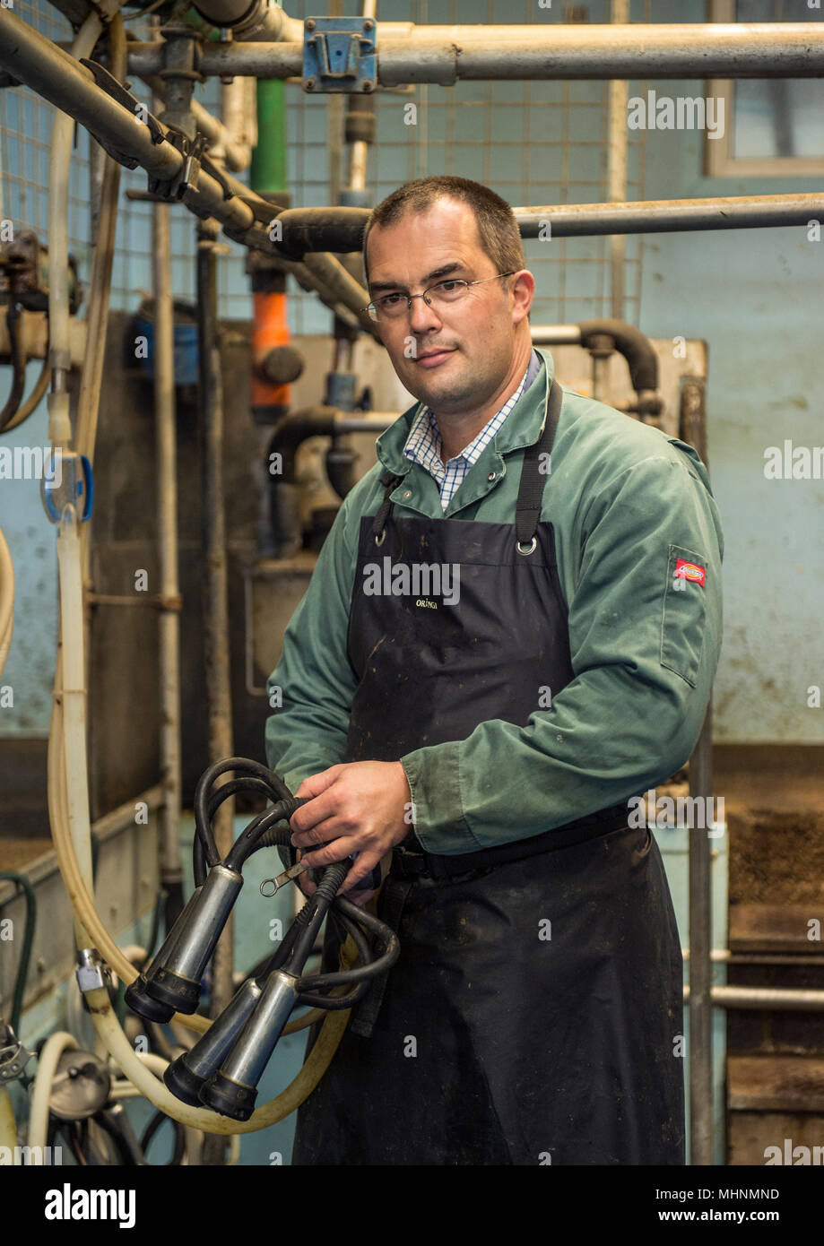 Cluster cows hi-res stock photography and images - Alamy