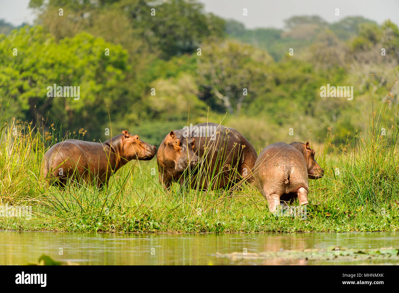 Hippopotamus in Uganda, Africa Stock Photo - Alamy