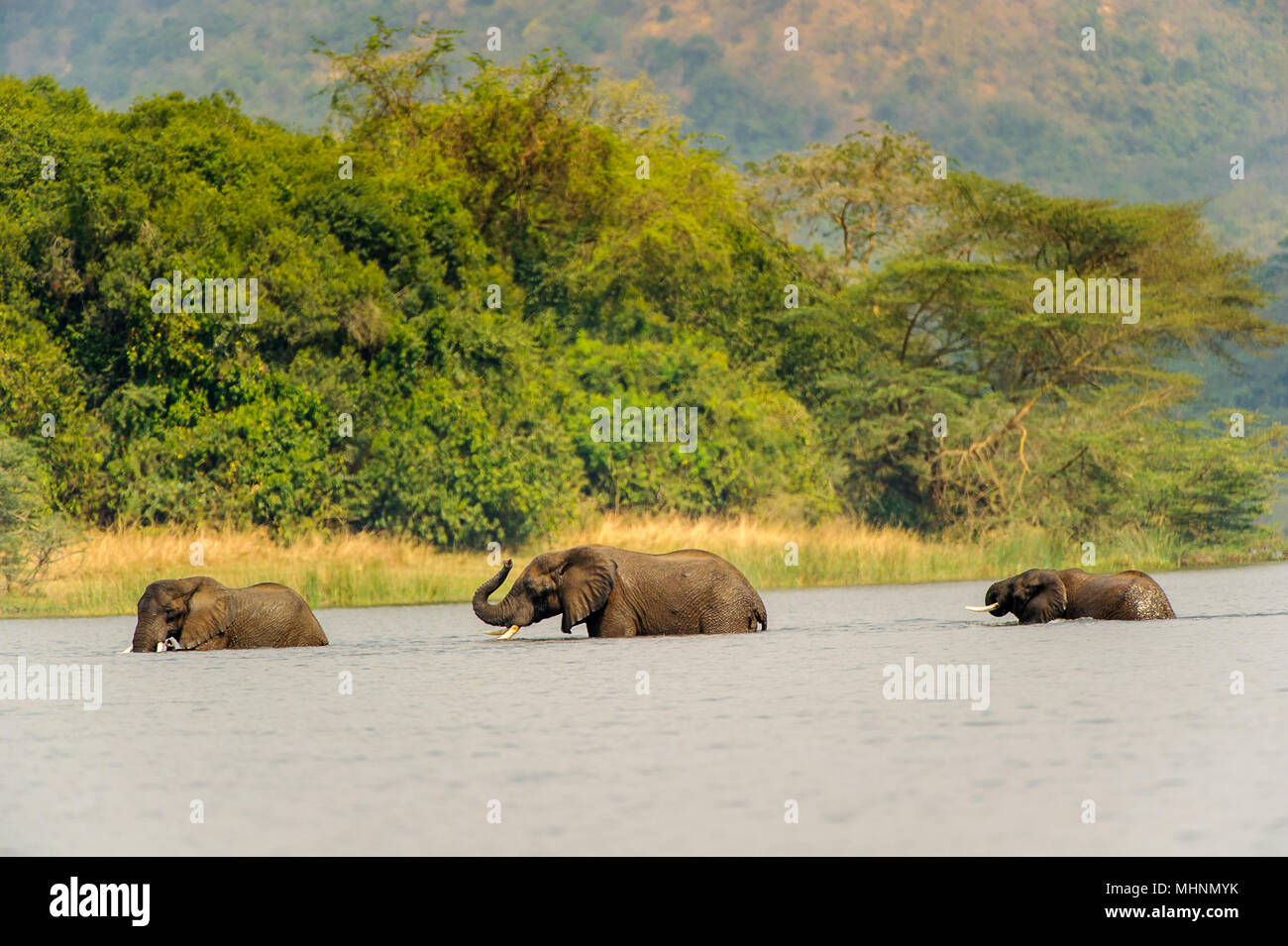 Elephants in Africa, Uganda Stock Photo - Alamy