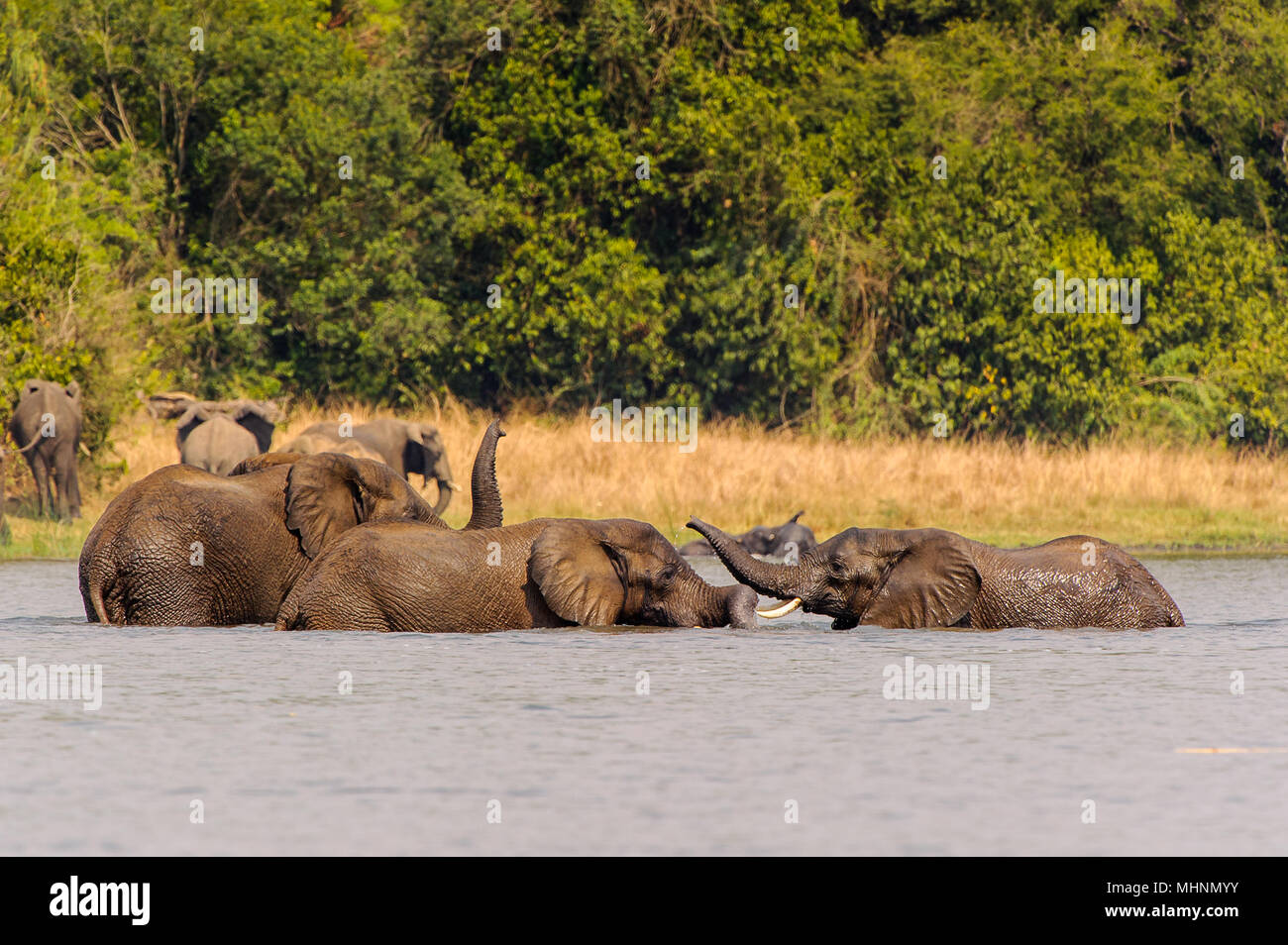 Elephants in Africa, Uganda Stock Photo - Alamy