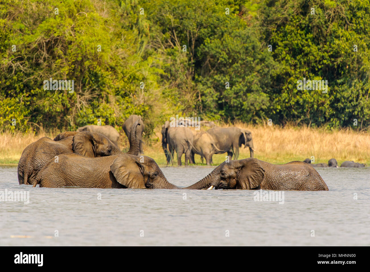 Elephants in Africa, Uganda Stock Photo - Alamy