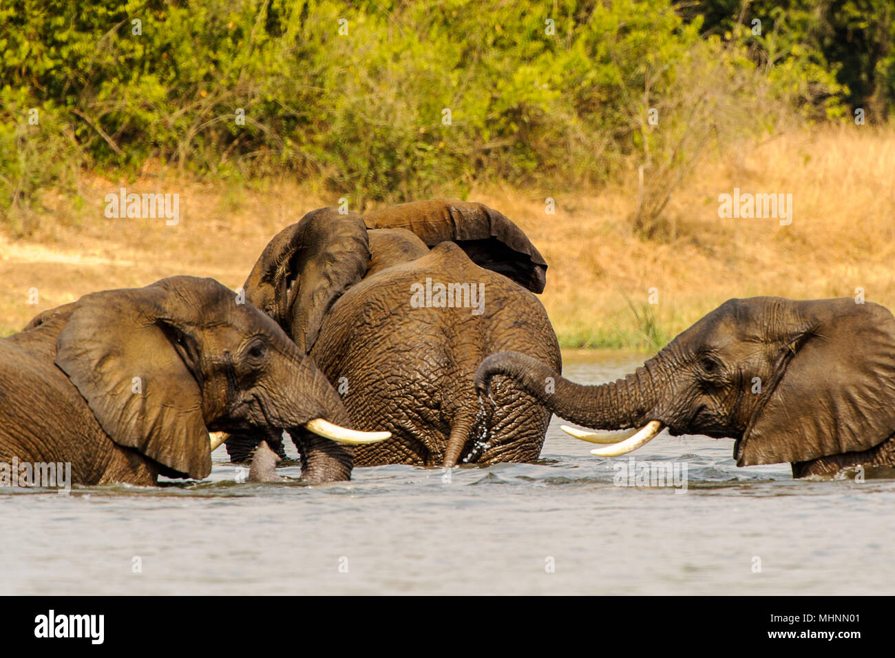 Elephants in Africa, Uganda Stock Photo - Alamy