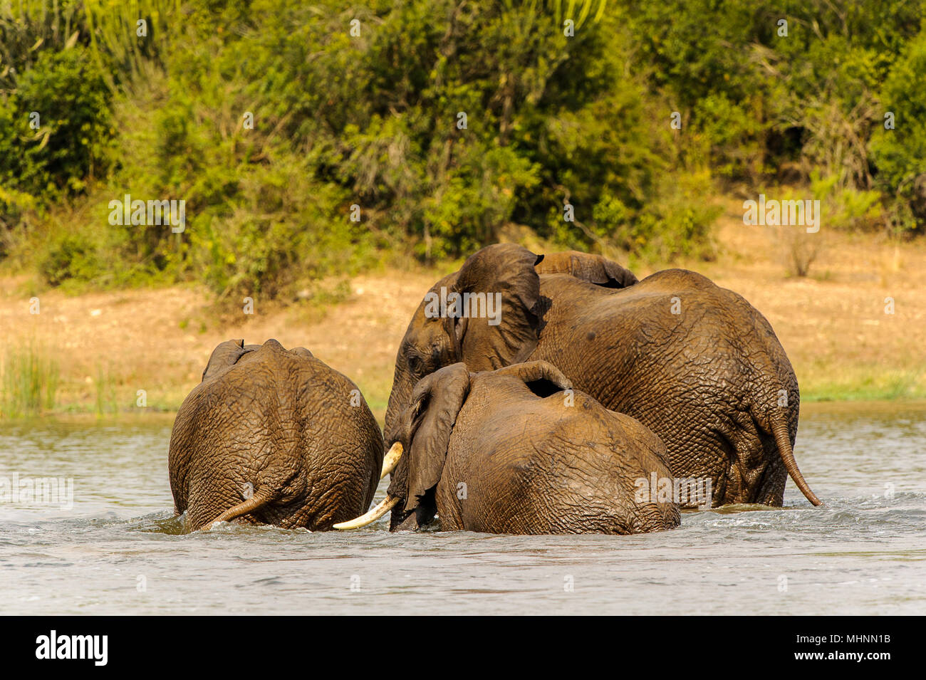Elephants in Africa, Uganda Stock Photo - Alamy