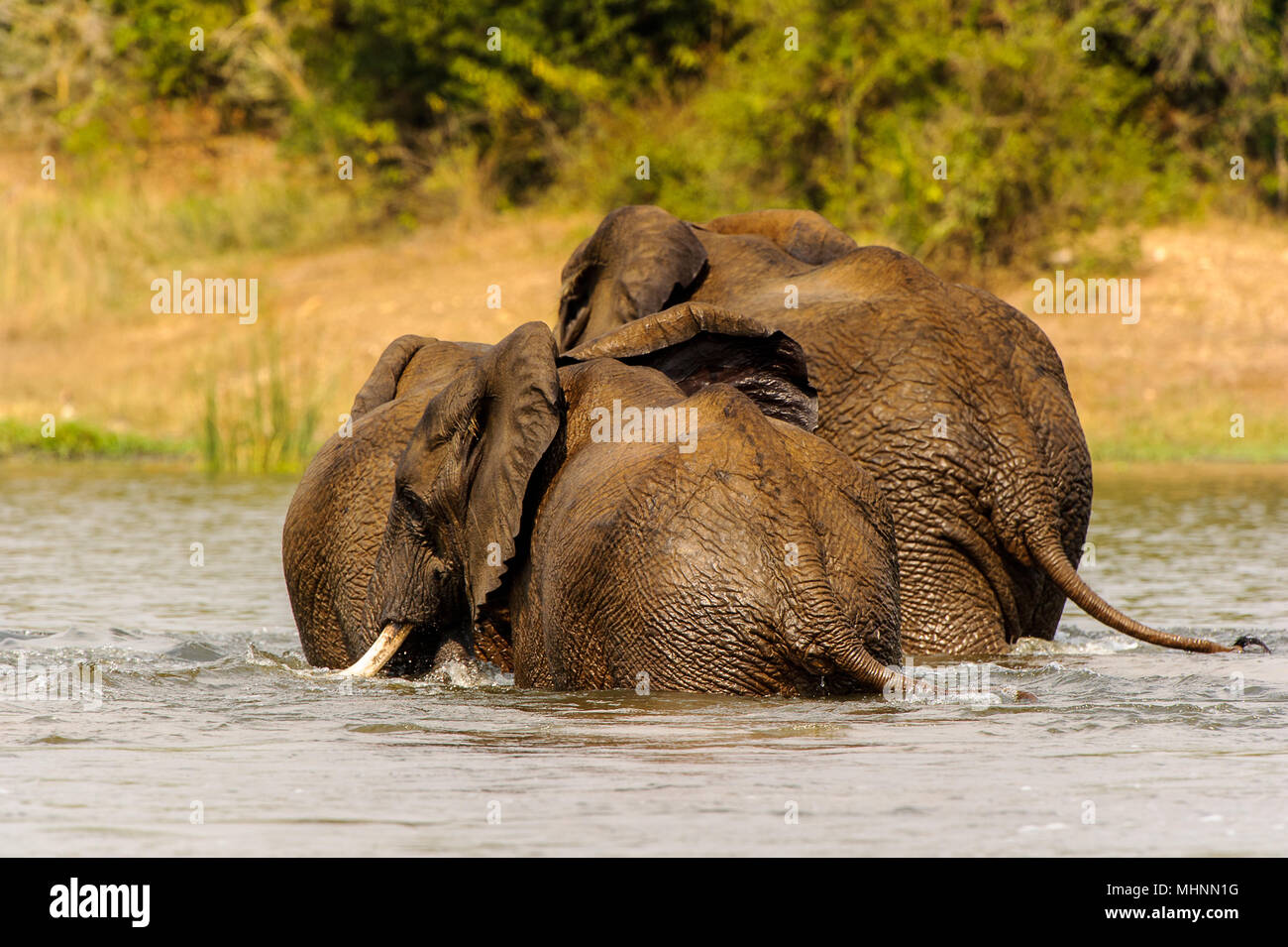 Elephants in Africa, Uganda Stock Photo - Alamy