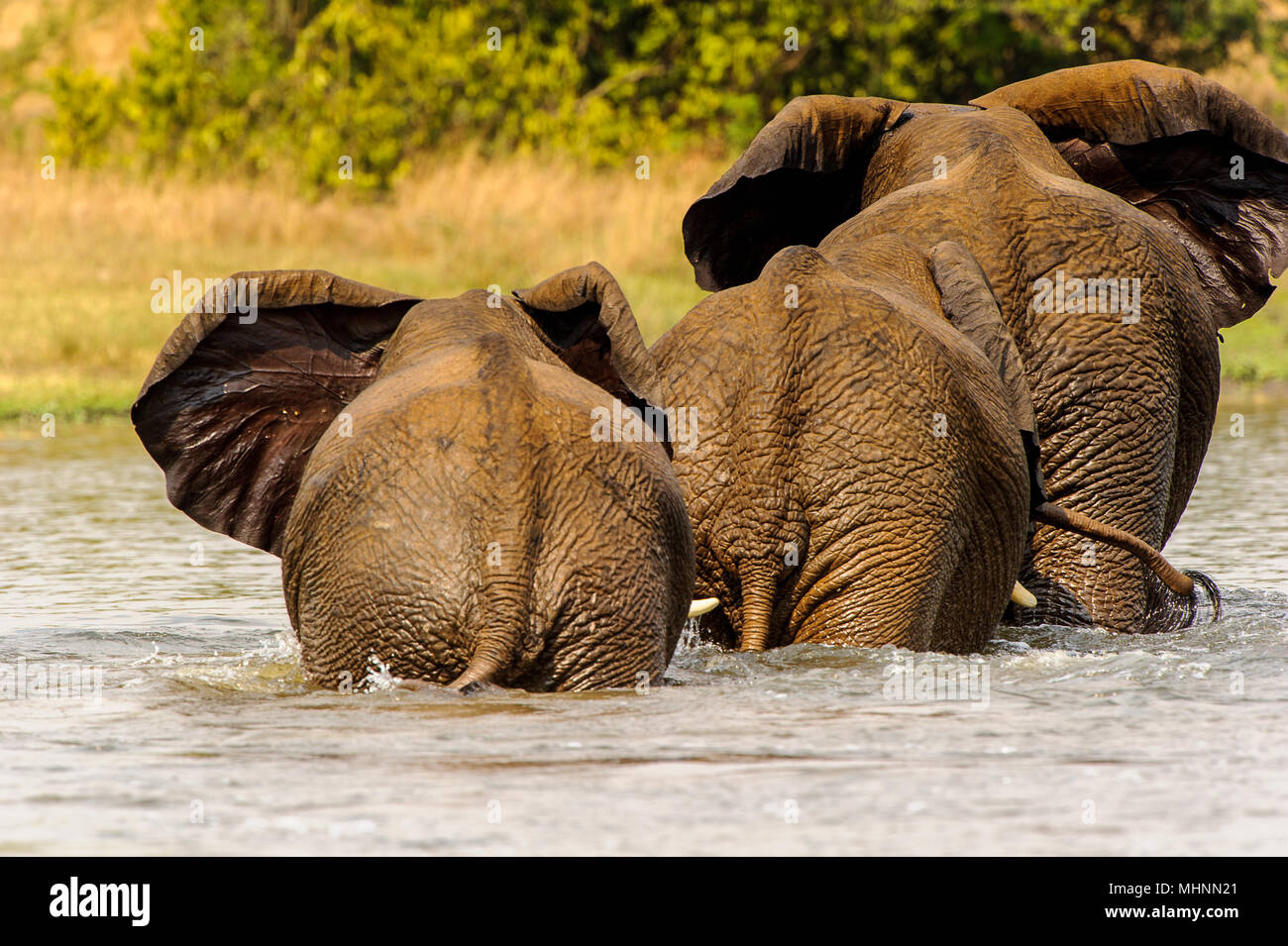 Elephants in Africa, Uganda Stock Photo - Alamy