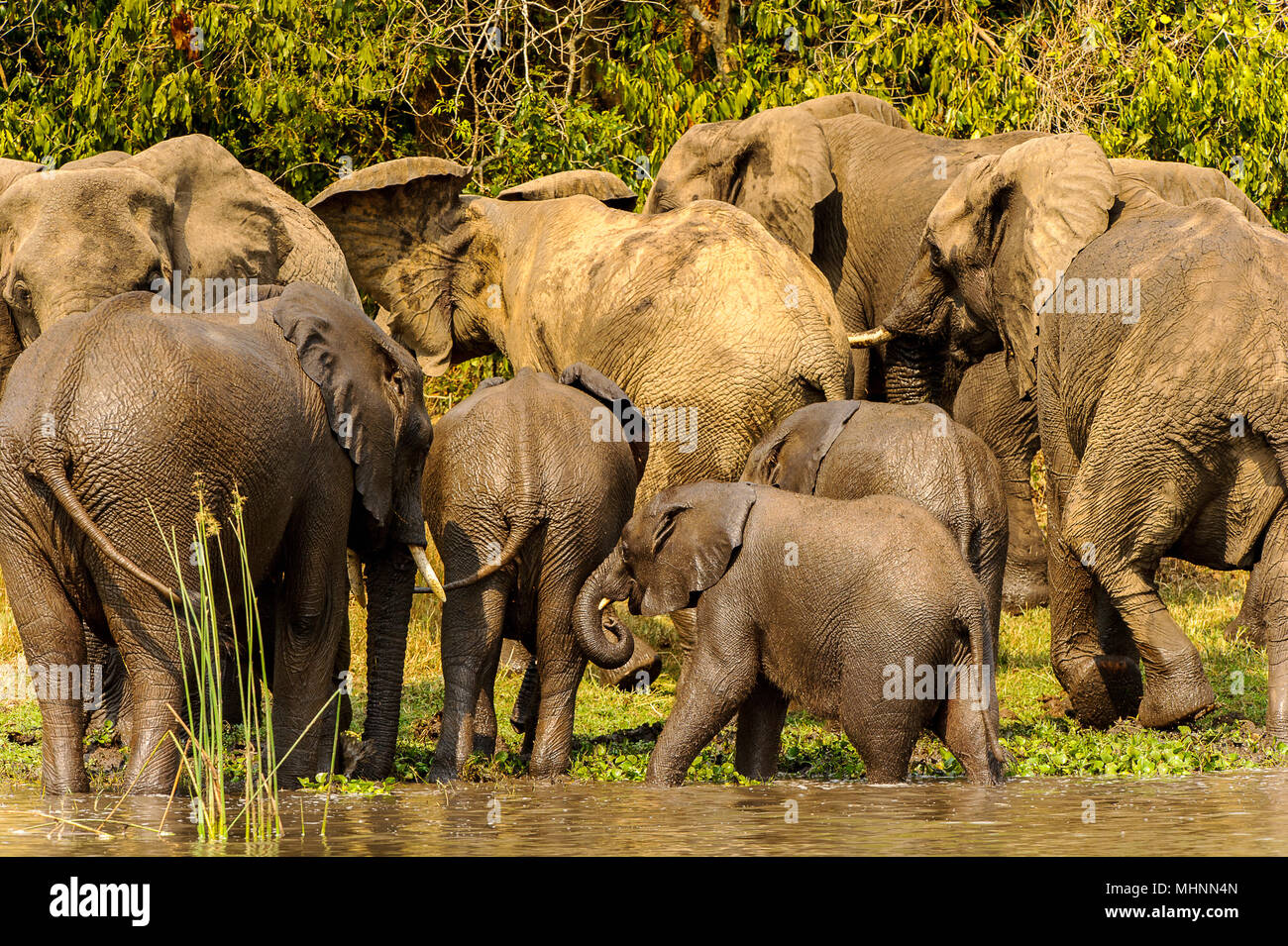 Elephants in Africa, Uganda Stock Photo - Alamy