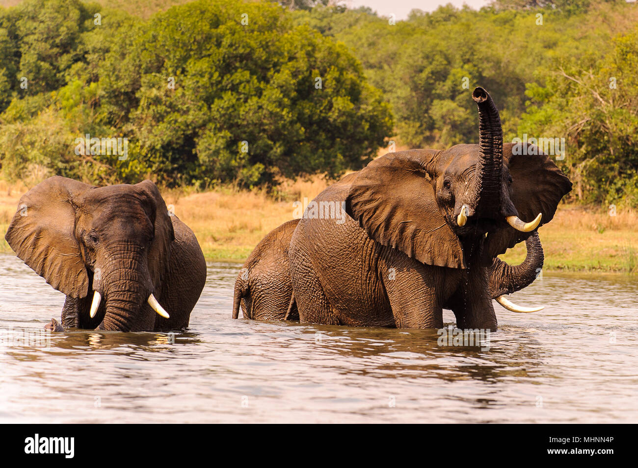 Elephants in Africa, Uganda Stock Photo - Alamy