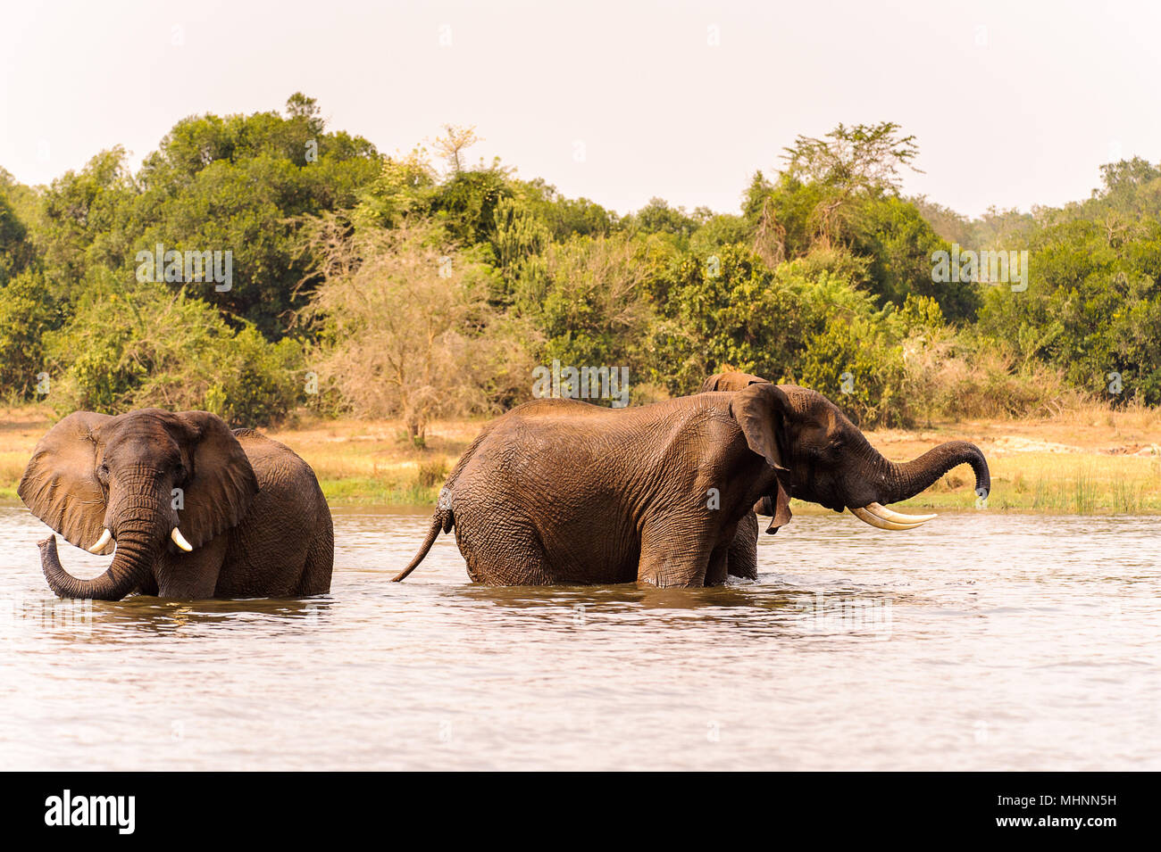 Elephants in Africa, Uganda Stock Photo - Alamy