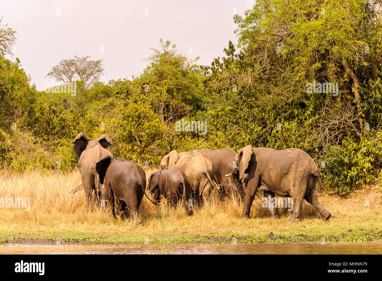 Elephants in Africa, Uganda Stock Photo - Alamy