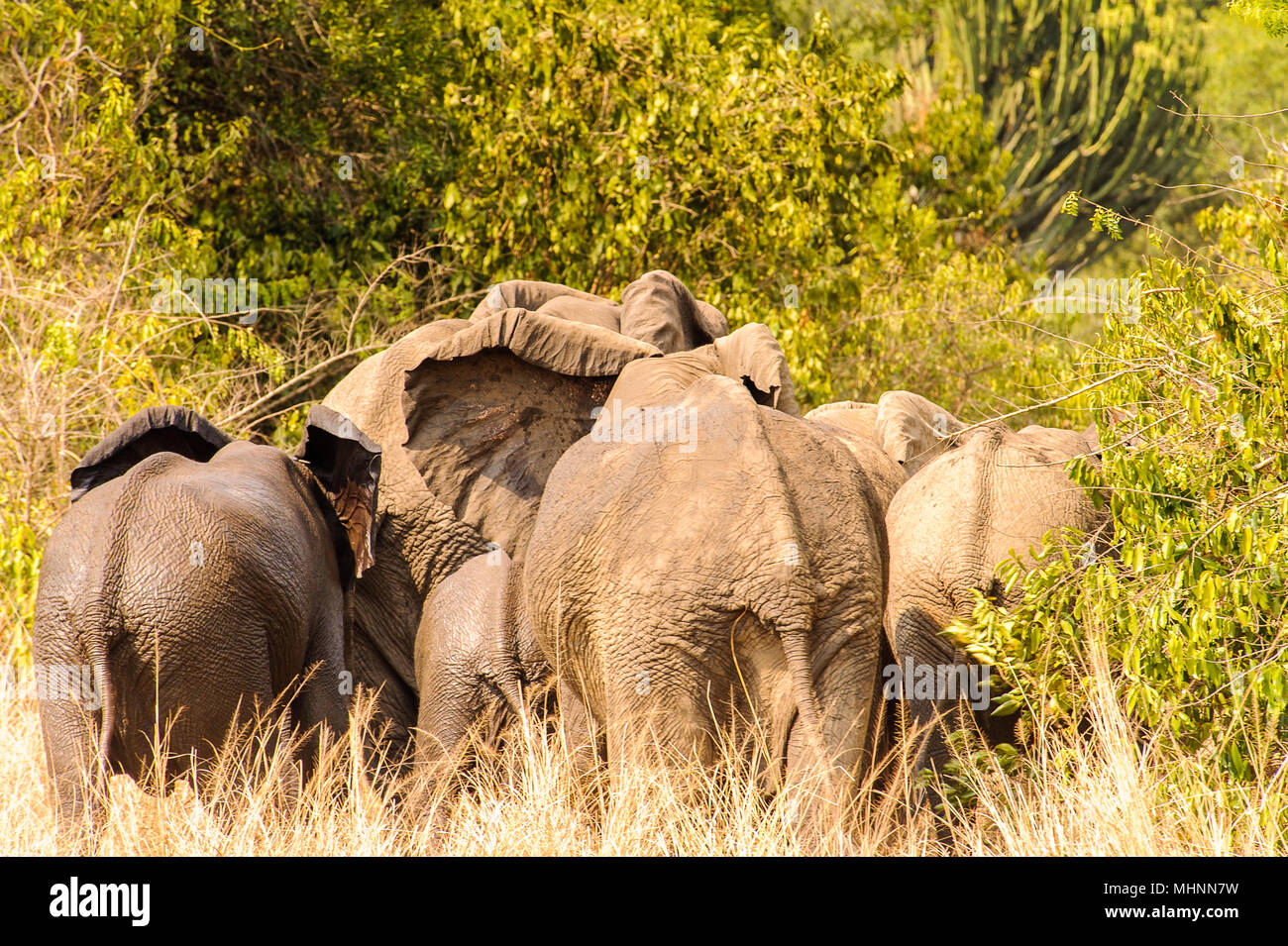 Elephants in Africa, Uganda Stock Photo - Alamy