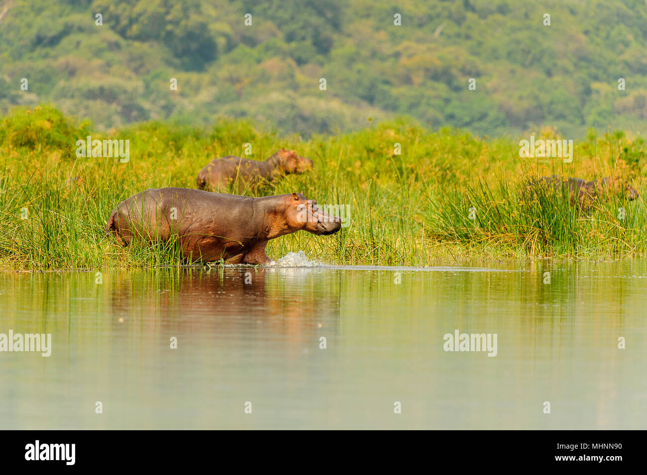 Hippopotamus in the river in Uganda, Africa Stock Photo - Alamy