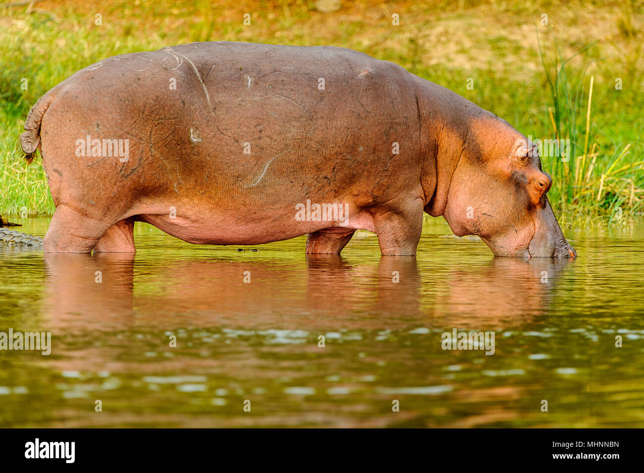Hippopotamus in the river in Uganda, Africa Stock Photo - Alamy