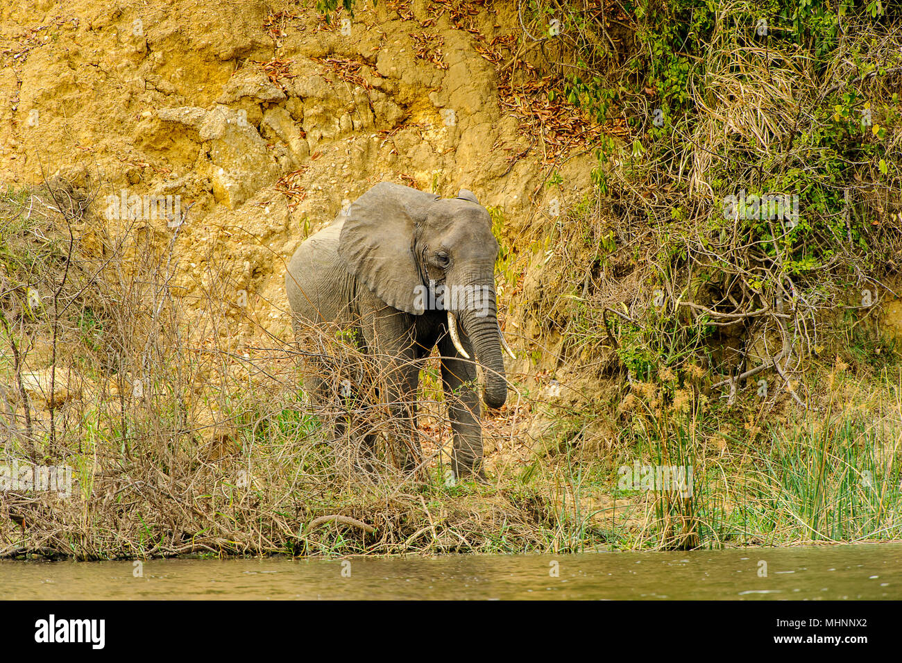 Elephants in Africa, Uganda Stock Photo - Alamy