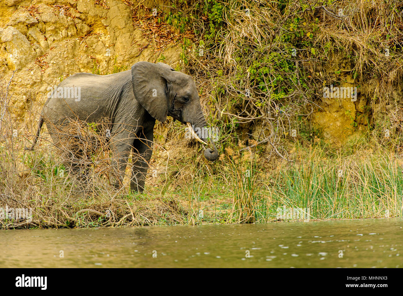 Elephants in Africa, Uganda Stock Photo - Alamy