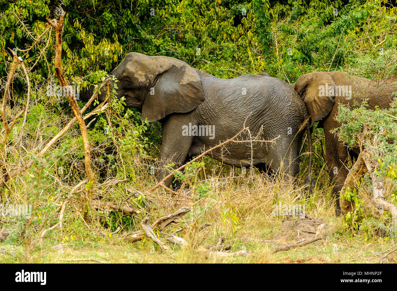 Elephants in Africa, Uganda Stock Photo - Alamy