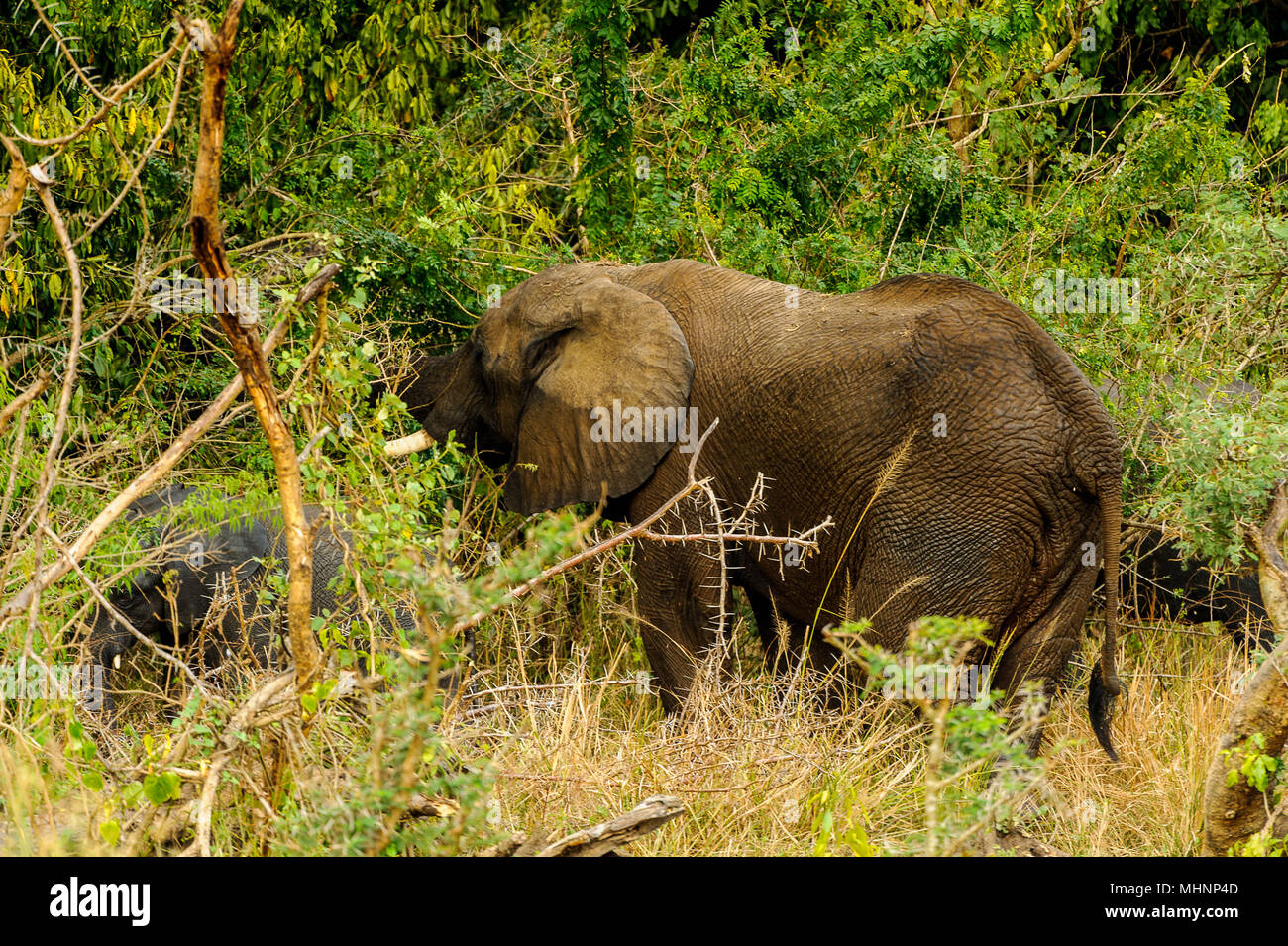 Elephants in Africa, Uganda Stock Photo - Alamy