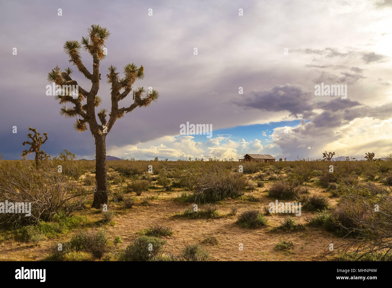 joshua trees in the mojave desert Stock Photo - Alamy
