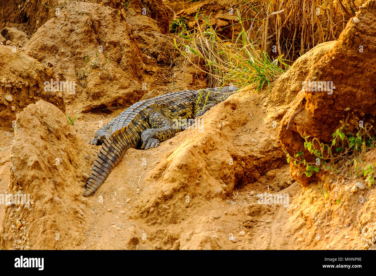Crocodile walks by the ground Stock Photo - Alamy