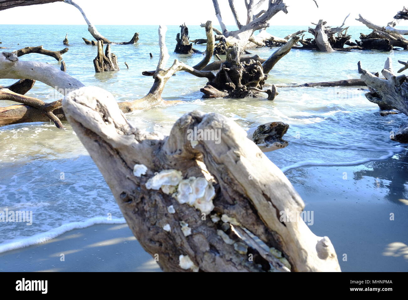 Dead trees on Hunting Island Beach in South Carolina Stock Photo - Alamy
