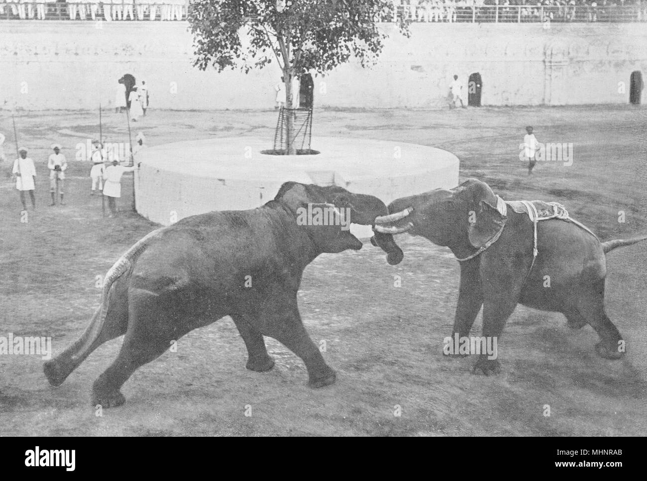 INDIA. Elephants fighting;tusks artificially truncated & trunks ...
