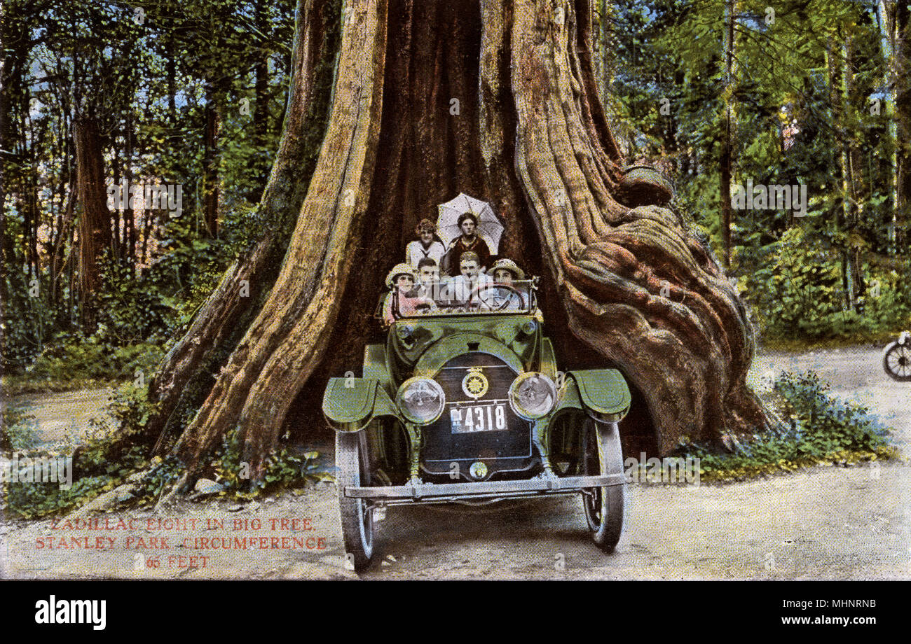 Vancouver, Canada - Cadillac 8 - Big Tree, Stanley Park Stock Photo - Alamy