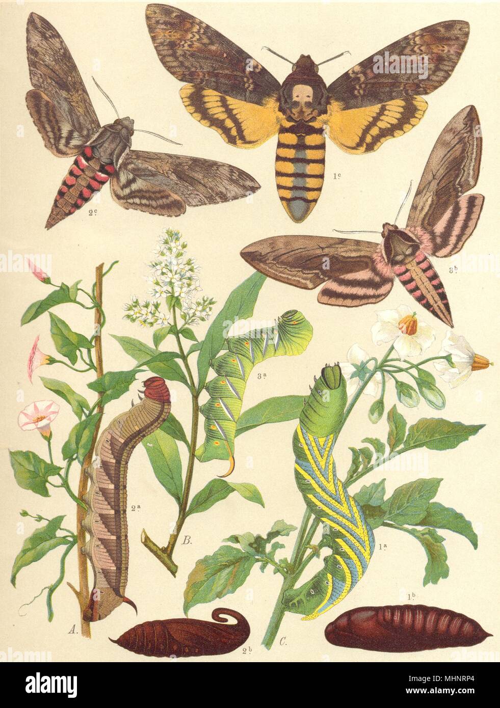 HAWK MOTHS. Sphingidae. Death's Head, Convolvulus, Privet, Bindweed ...