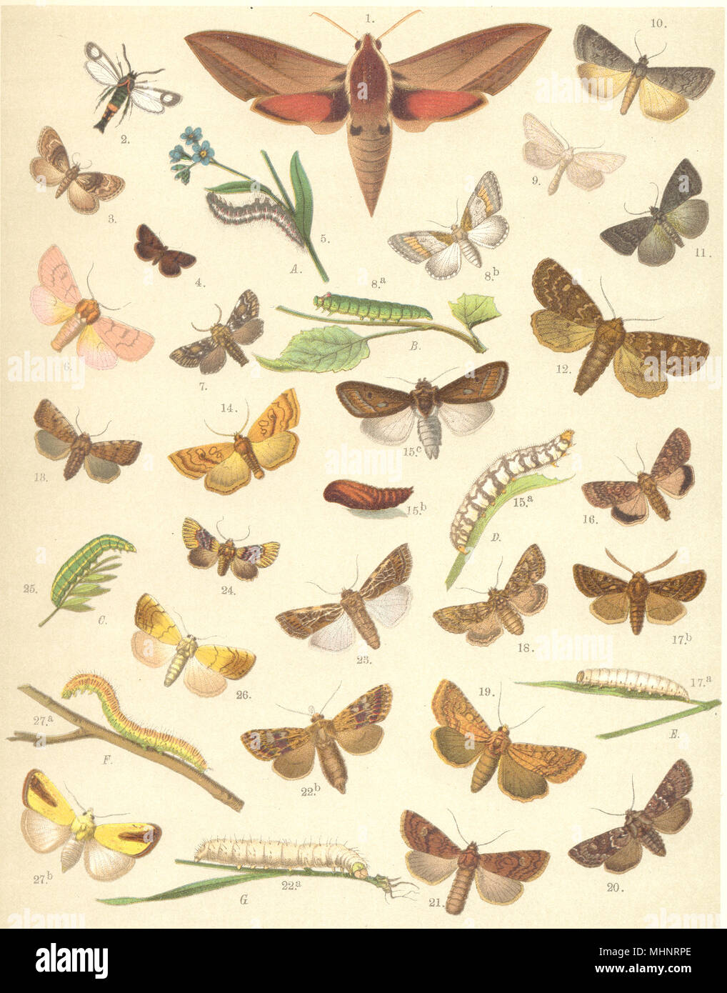 MOTHS. Elephant Hawk;Crimson-speckled Footman;Bond's Wainscot;Reddish ...
